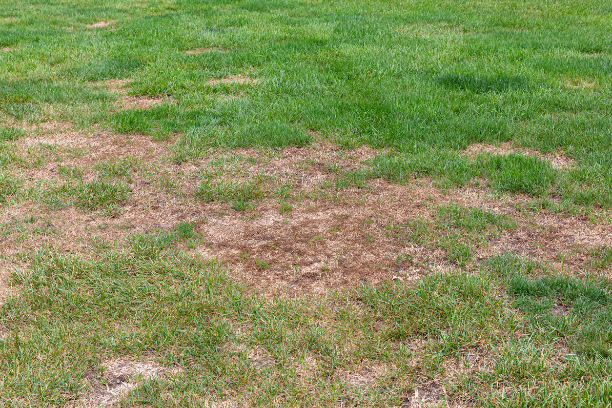 Tackling Lawn Diseases and Common Lawn Problems for Healthier Turfgrass